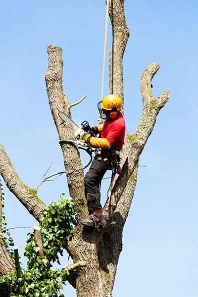 Tree Removal Fact Sheet & Safety Tips | Arborist Crew