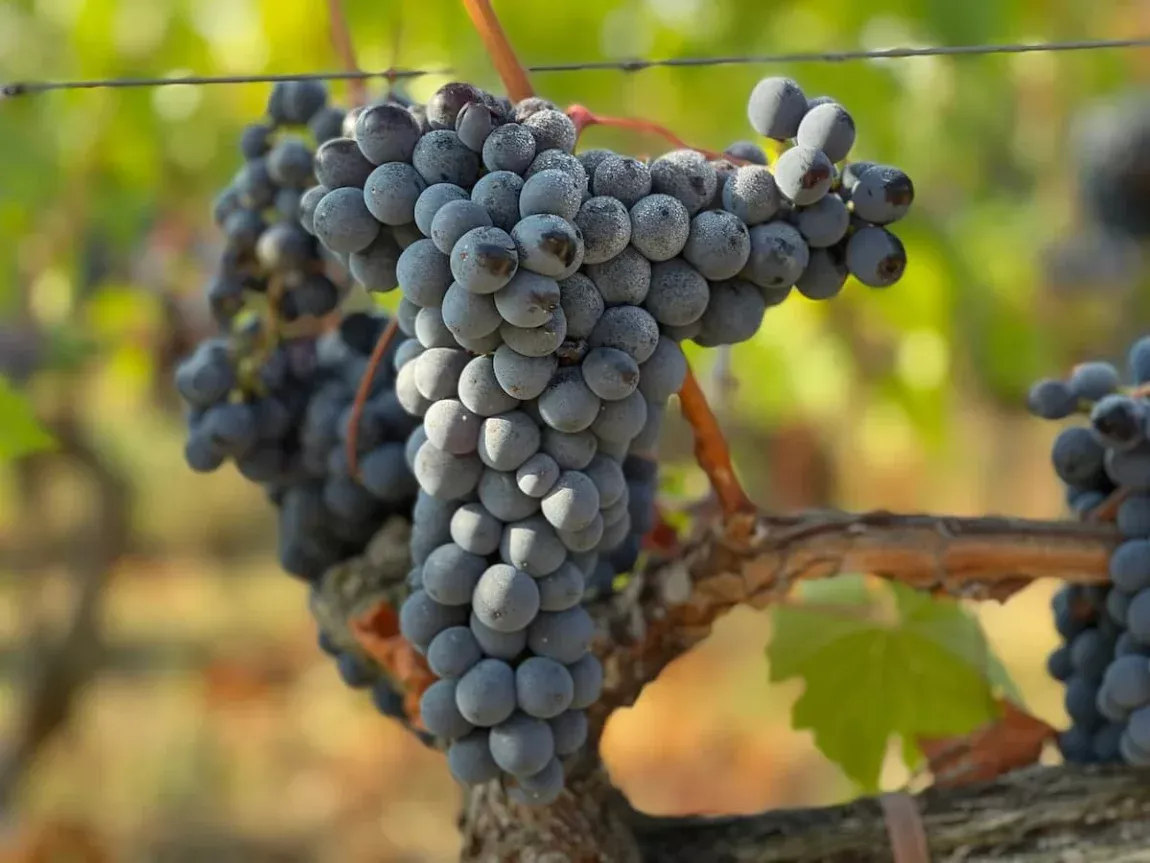 EXPLORING BEAUTIFUL CHIANTI WITH WINE TOURS IN TUSCANY