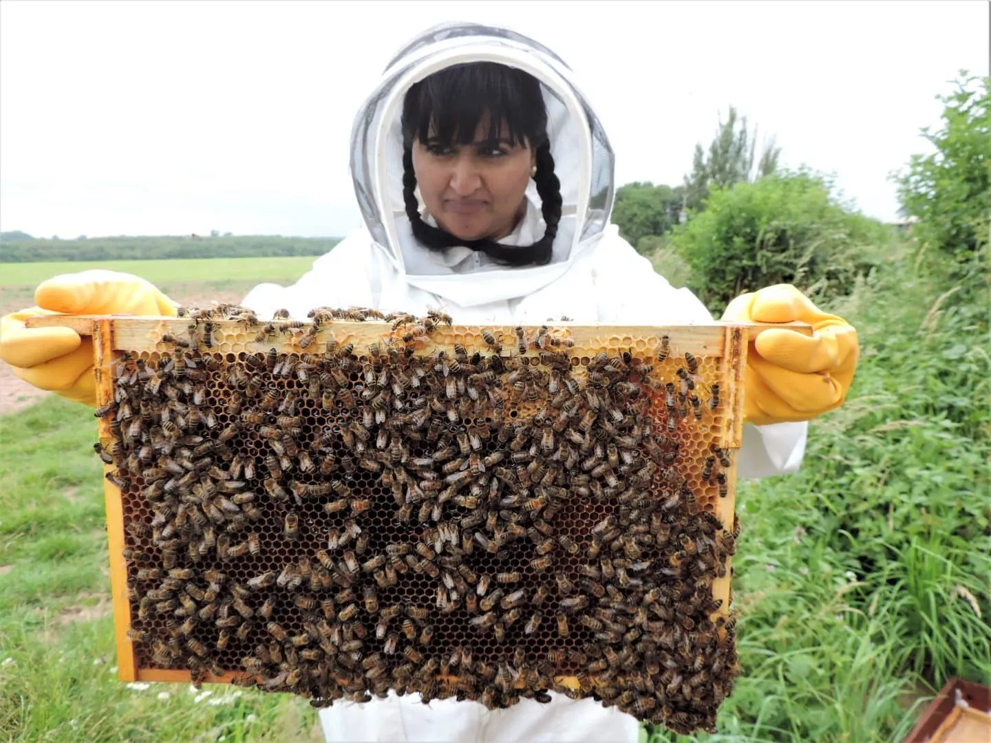 THE BEE FARMER: A HONEYBEE COLONY EXPERIENCE