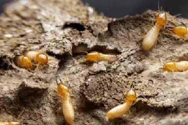 Termites in Utah - Beeline Pest Control