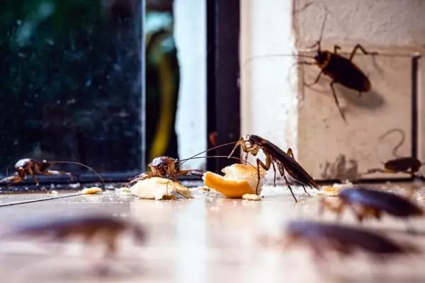 Pest of the Month: Cockroaches | Beeline Pest Control