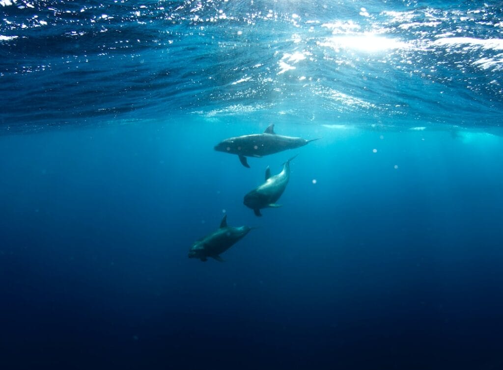 Dolphins are commonly sighted in the waters surrounding the Greek ...