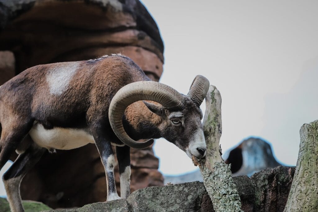7. European Mouflon