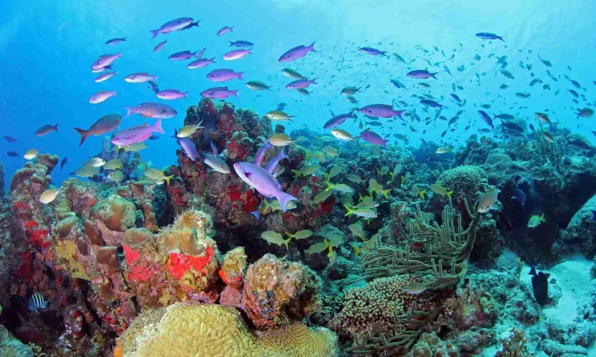 Discover the Underwater World with the PADI Fish Identification ...