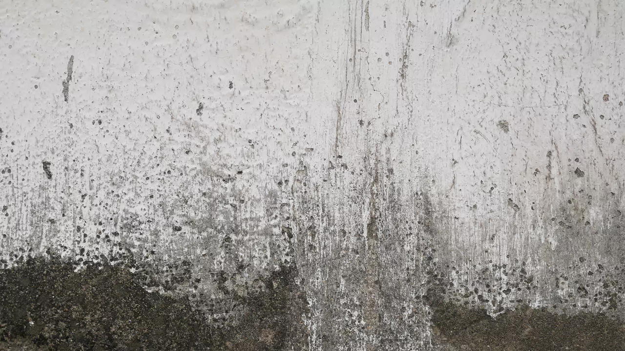 17 Rekomendasi Cat yang Cocok Untuk Tembok Lembab