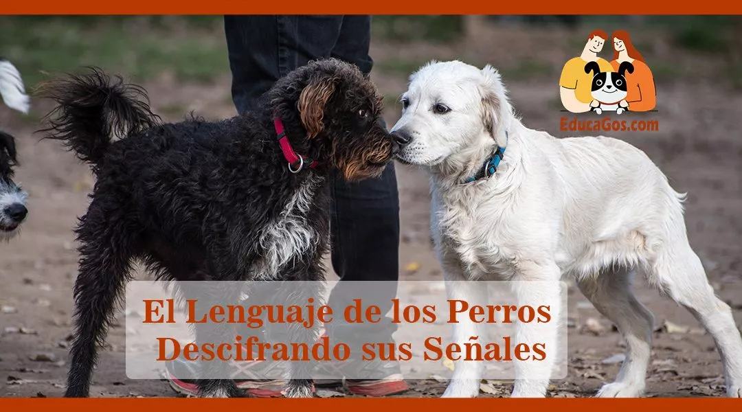 El Lenguaje De Los Perros: Descifrando Sus Señales