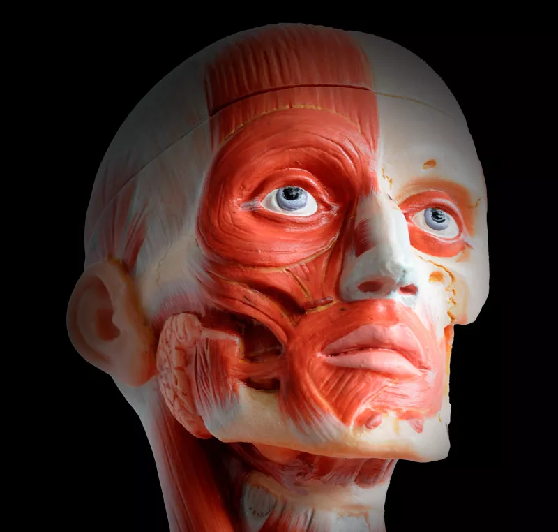 Anatomy Course - Felice Academy