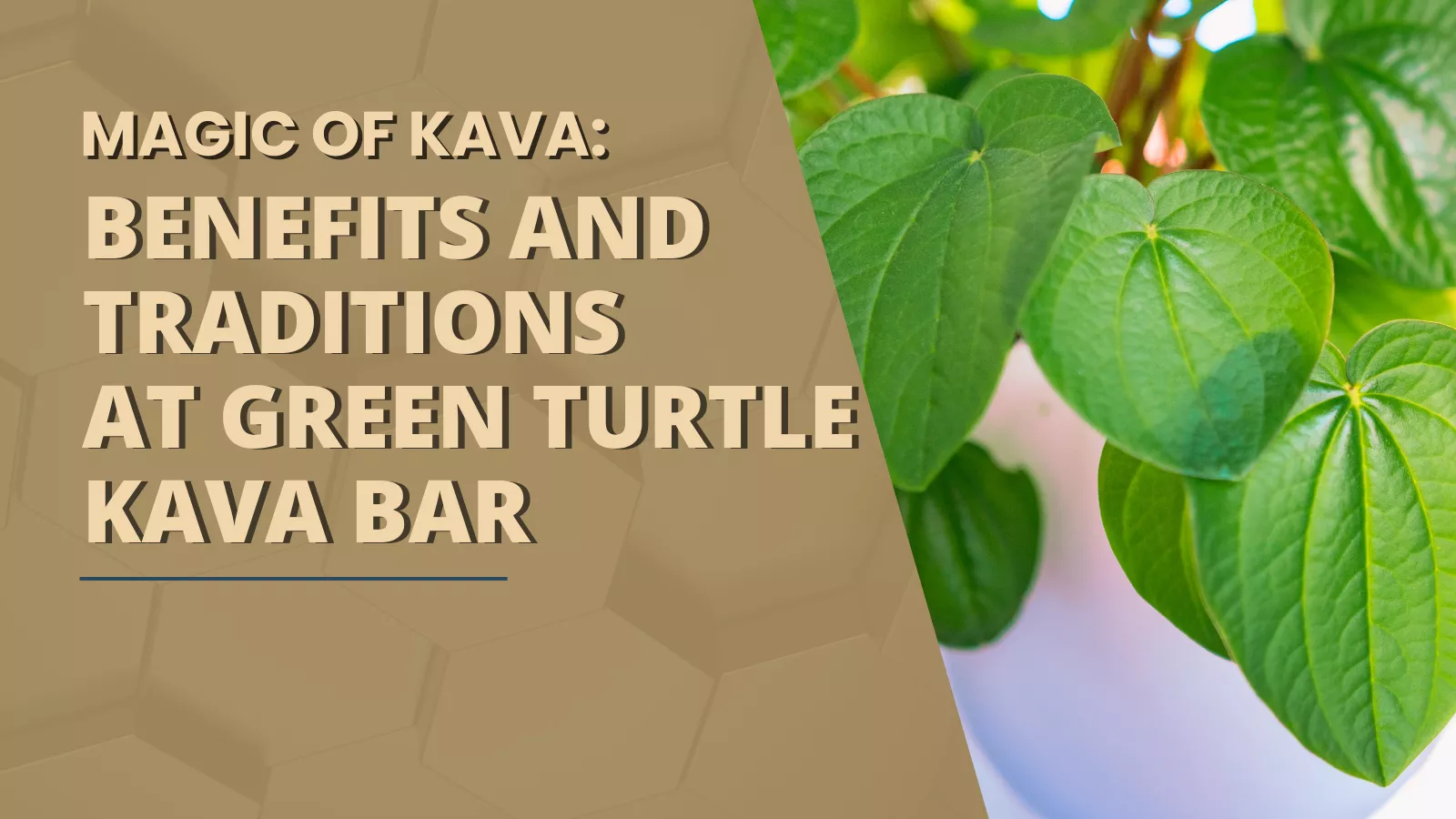 Kava Benefits and Traditions at Green Turtle kava Bar