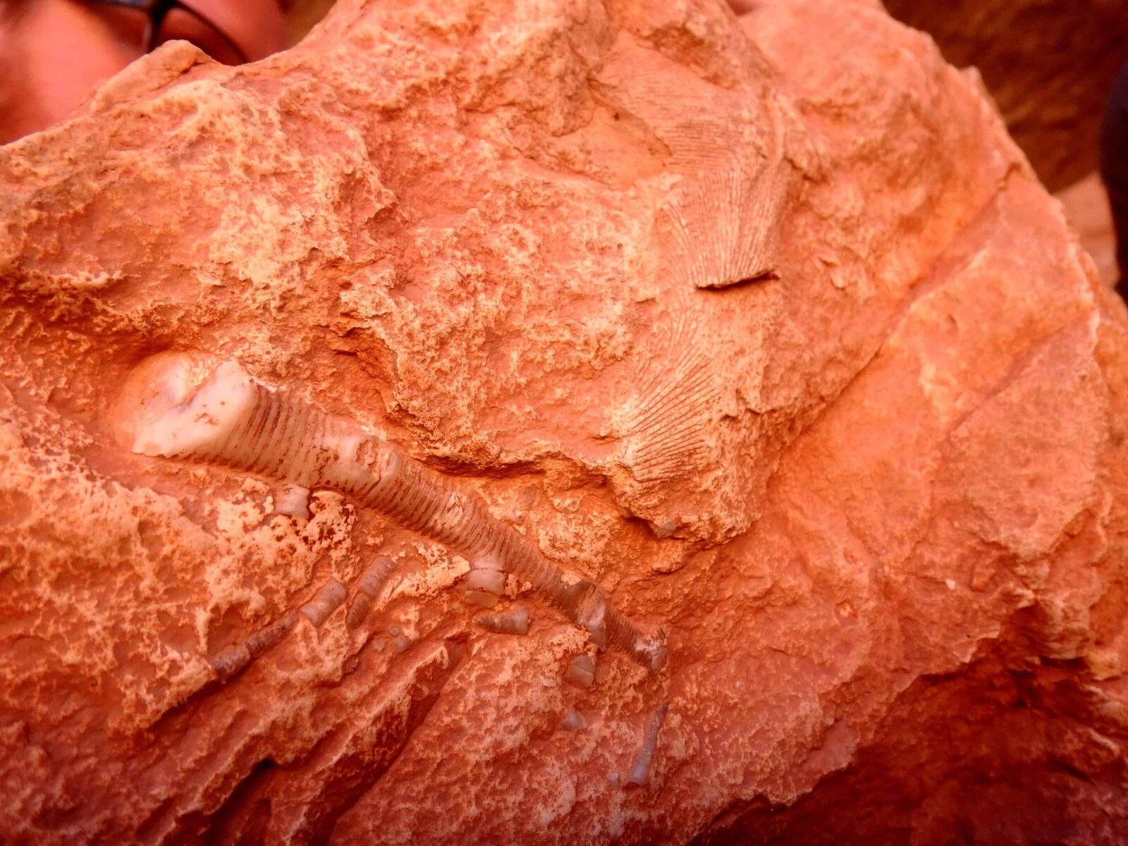 The Grand Canyon is Full of Fossils! | Hatch River Expeditions
