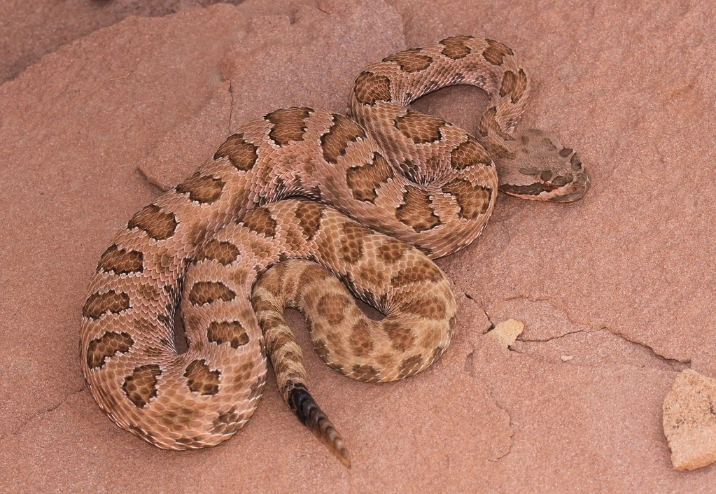 Freaky Friday in Grand Canyon: Snakes! | Hatch River Expeditions