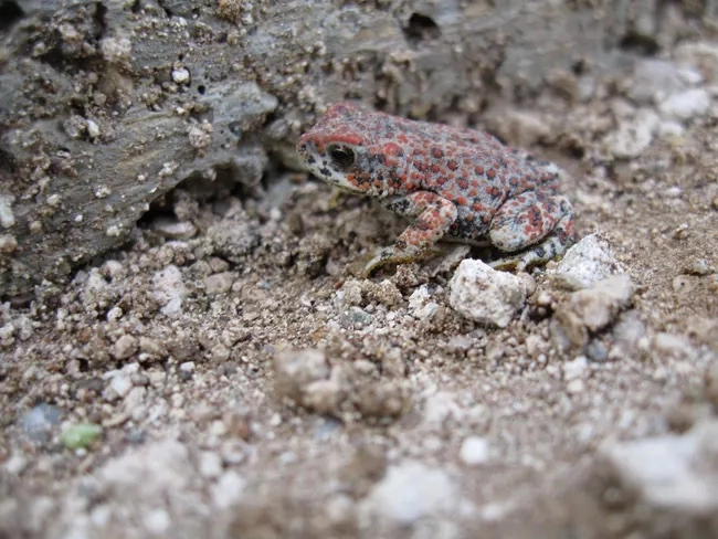 Spots in the Sand: The Red Spotted Toad | Hatch River Expeditions