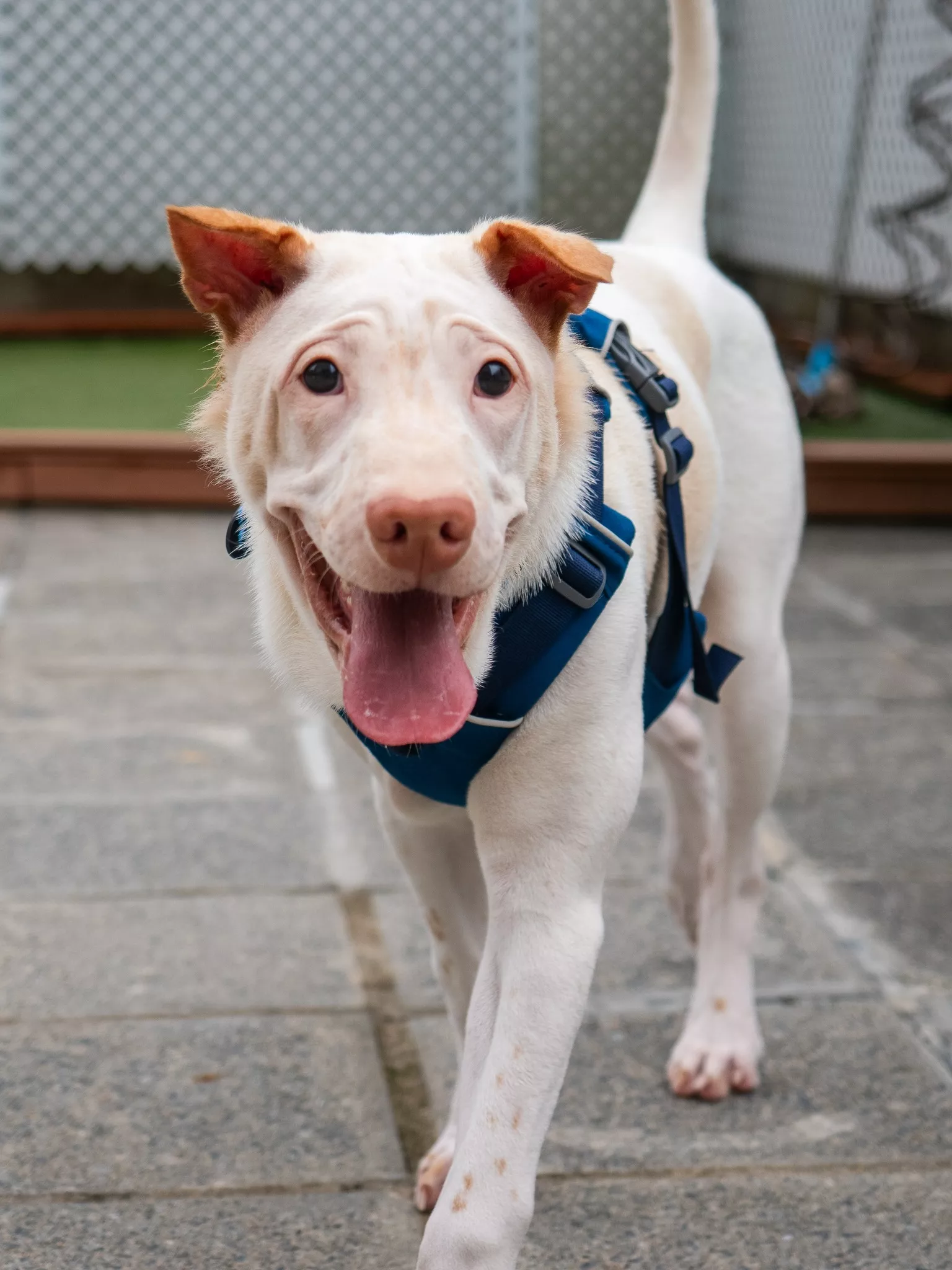 Danny – Hong Kong Dog Rescue