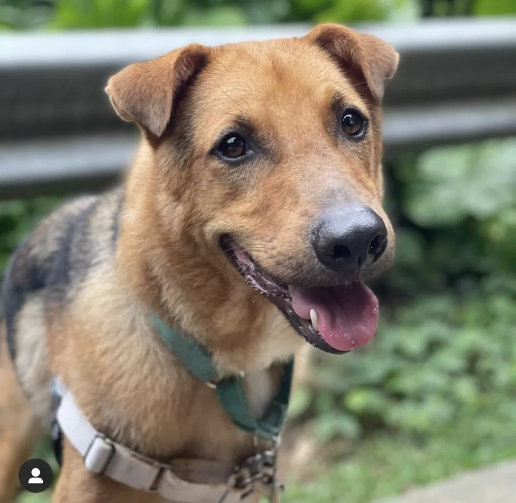 Nicky – Hong Kong Dog Rescue