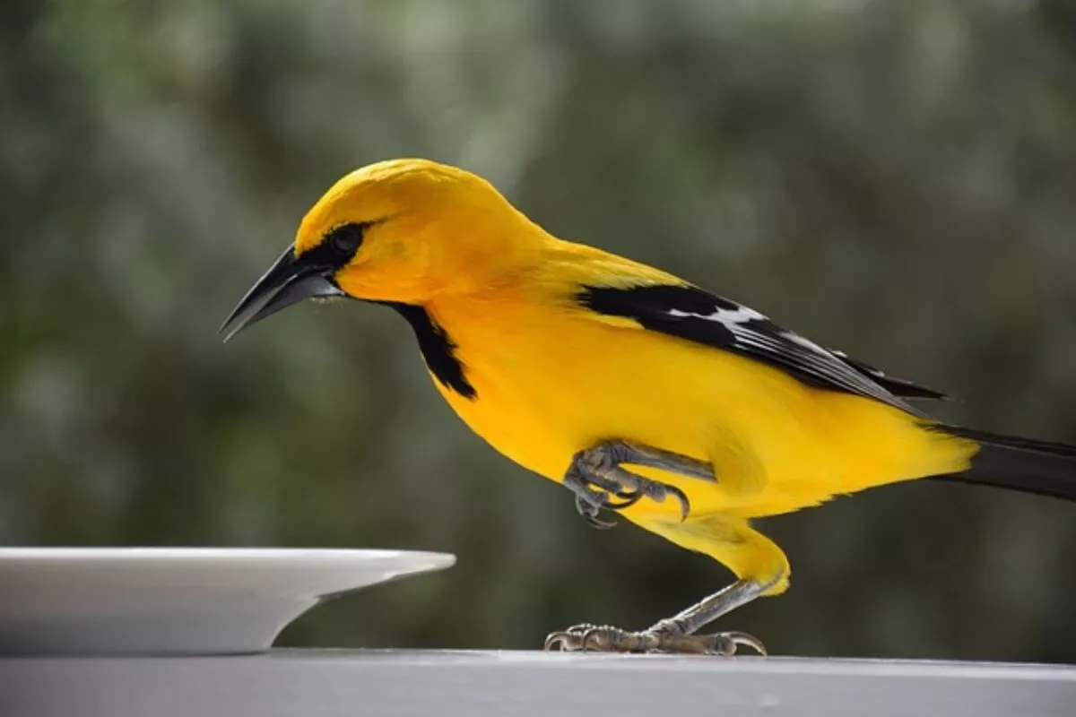 Bird Curacao: A Colorful Discovery in Nature