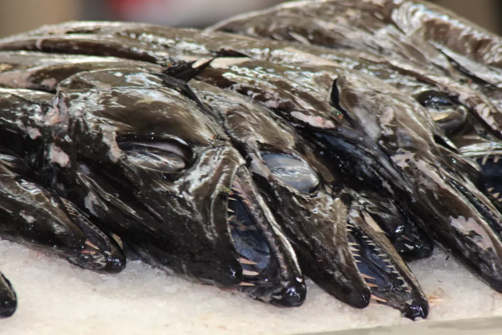 Black scabbardfish — “Peixe Espada” - Lux Madeira