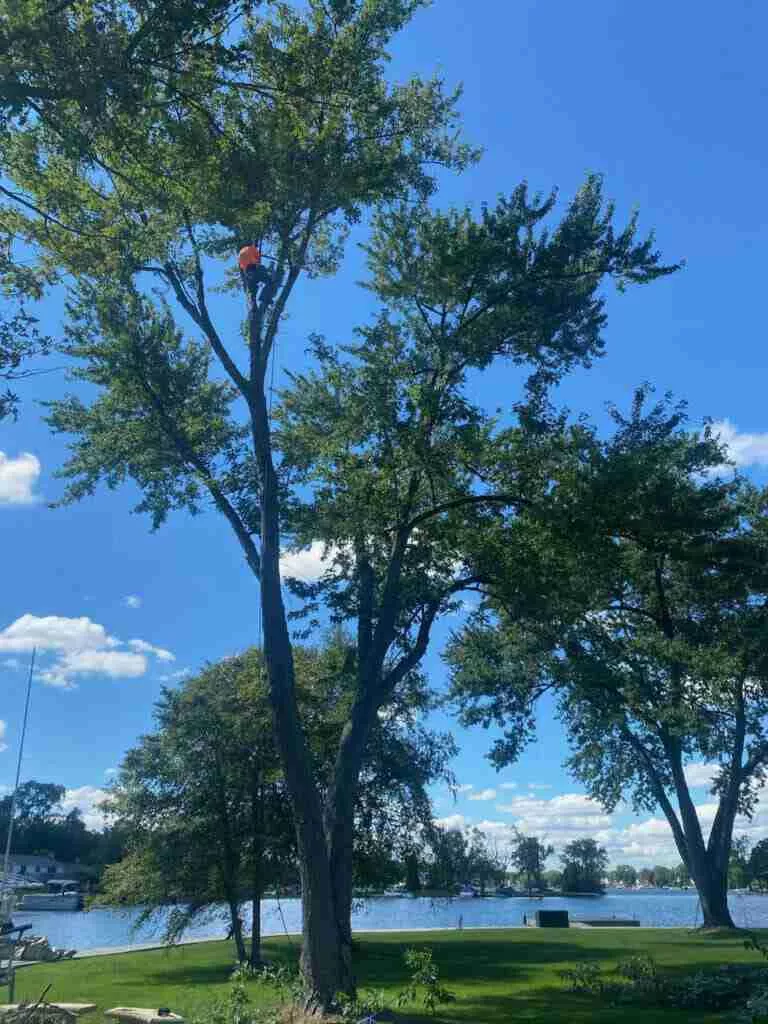 Wolverine Lake Tree Service | Miller Tree Company (248) 991-5938