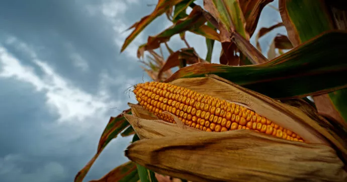 GMO Science: "In the U.S., transgenic corn strengthened the pest it was ...