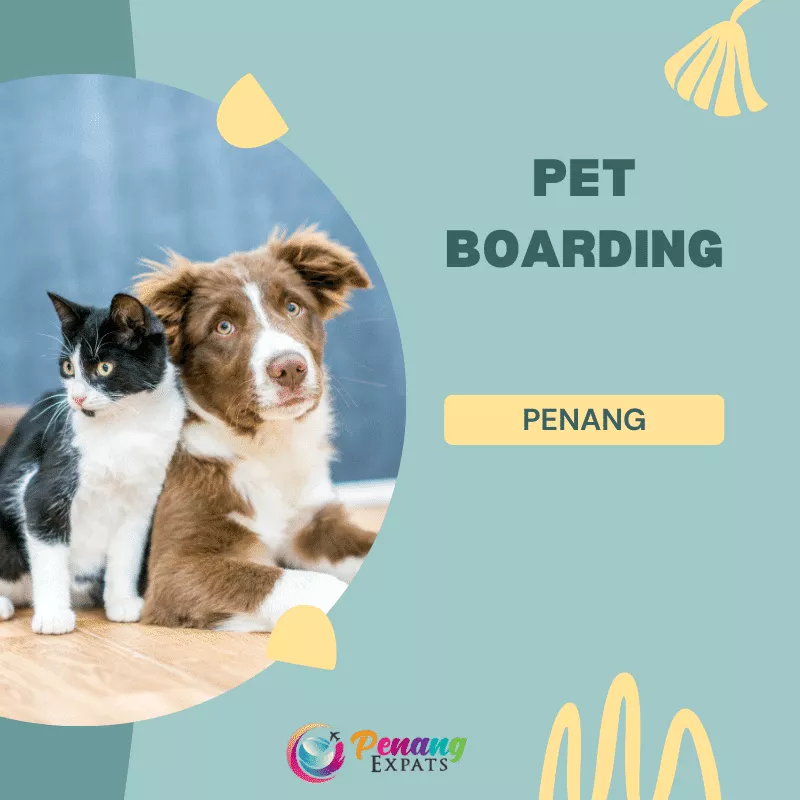 Top Pet Boarding Options in Penang