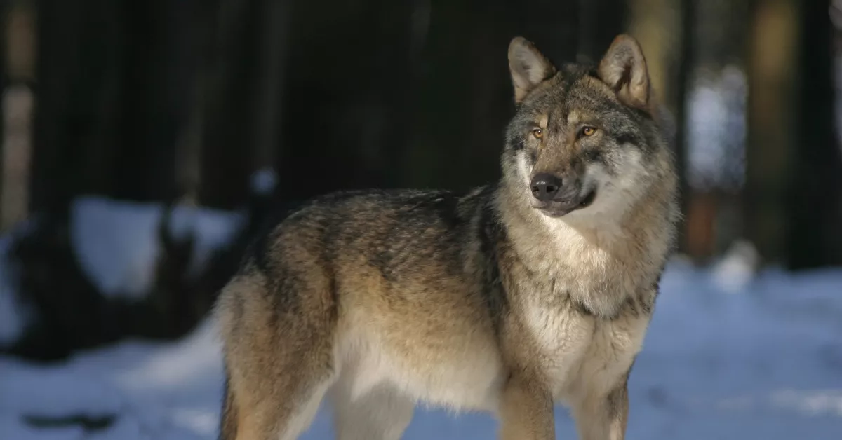 Johnson: CPW needs to act so producers know what is allowable to ...