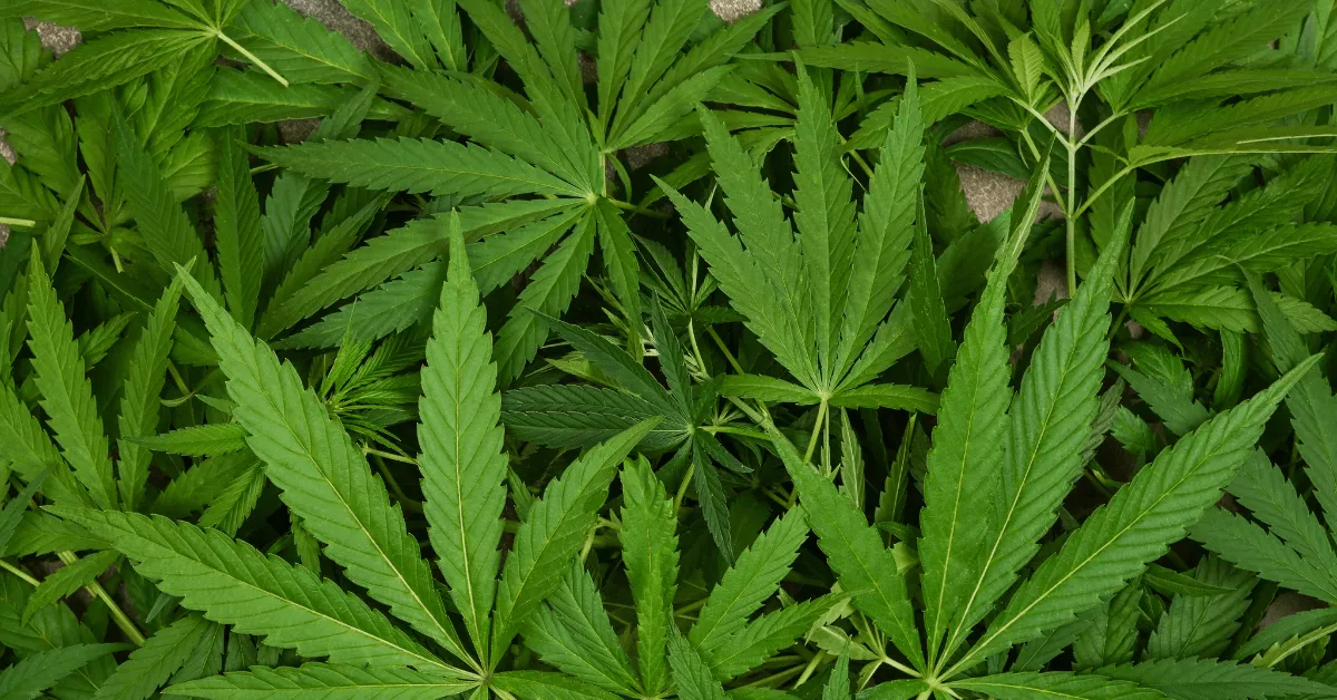 School board leaders in Southern Colorado campaign against local ...