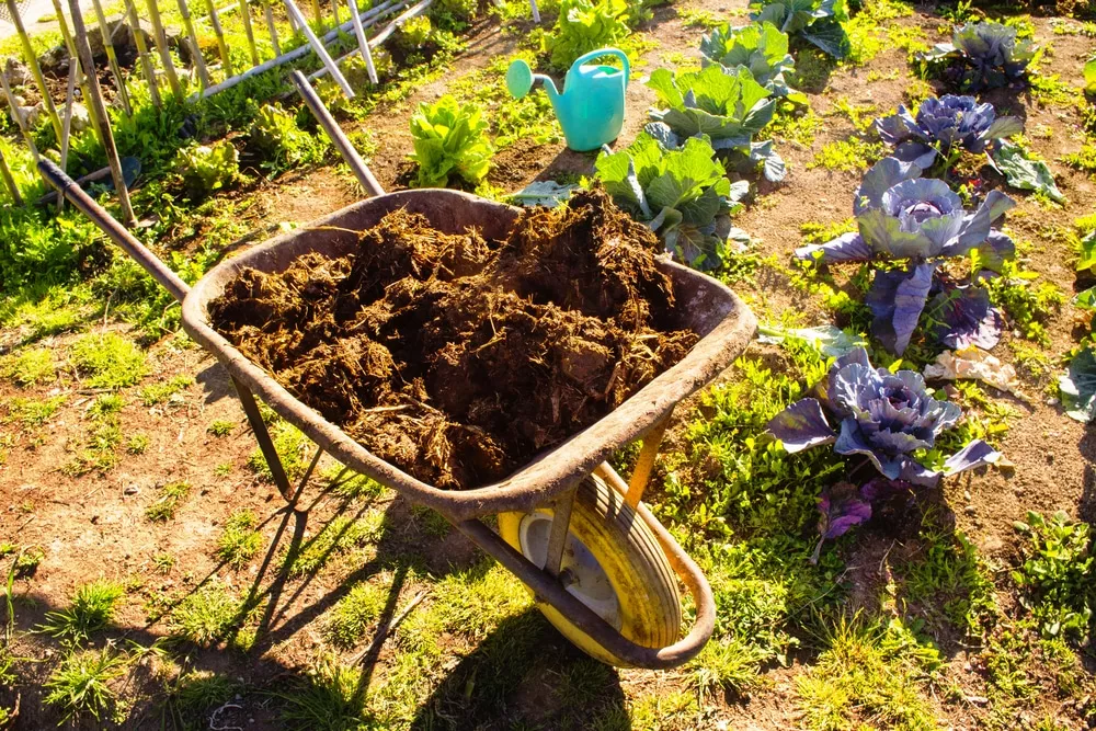 Potasse organique : son rôle pour le jardin - Blog Habitat Durable