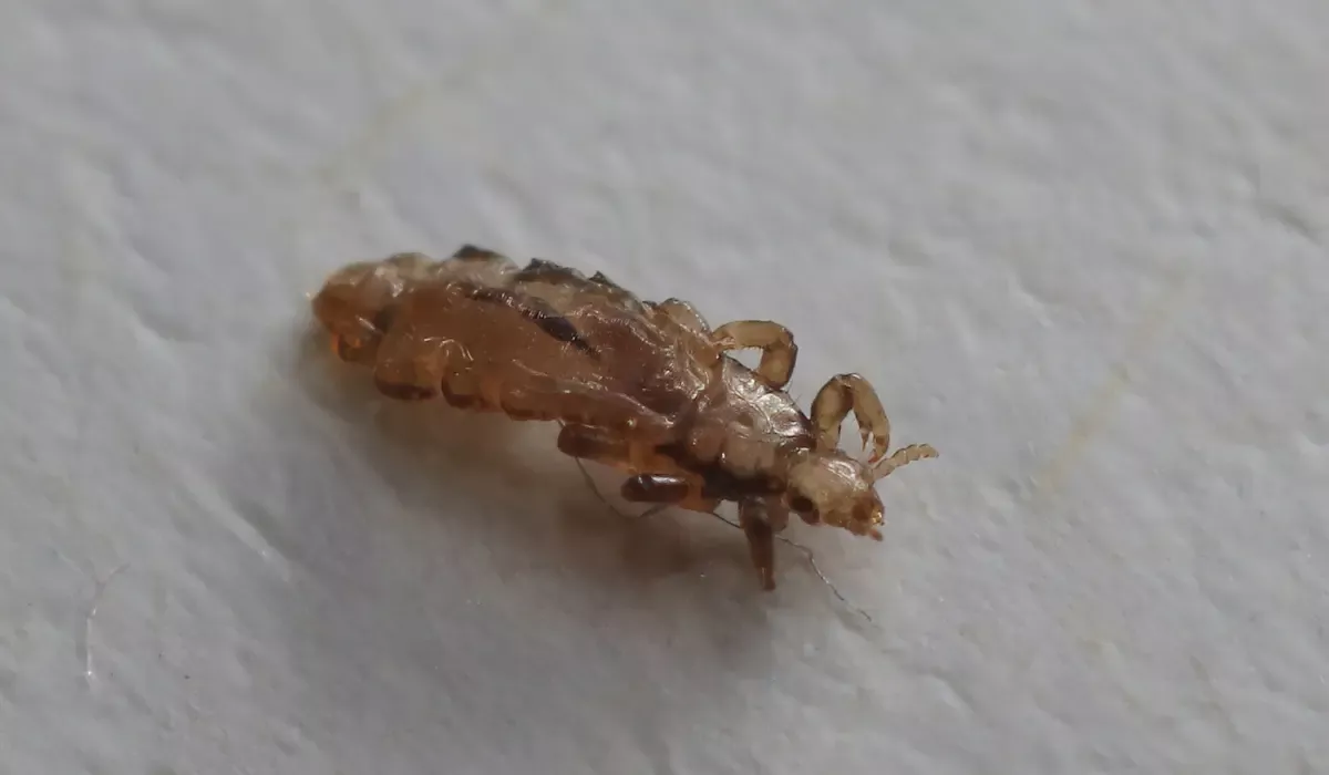 Lice vs. Bed Bugs: How to Tell the Difference | LaJaunie's Pest Control