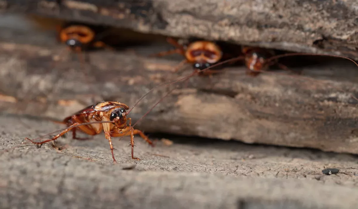 What Do Cockroaches Smell Like? How to Know if Your Home is Infested ...