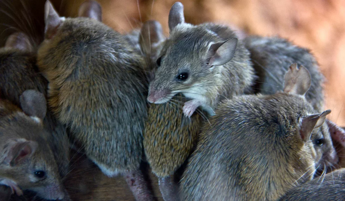 Do Mice Hibernate? Winter Mouse Behavior Explained