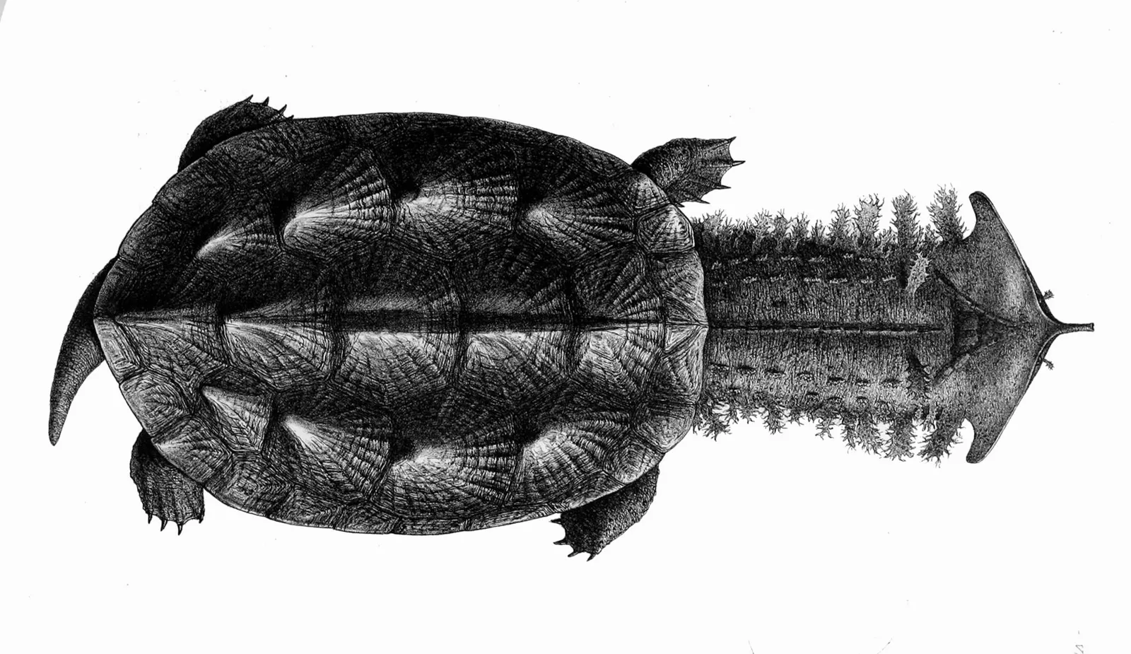 The Mata Mata Turtle: Nature’s Camouflaged Hunter - Petfrienz