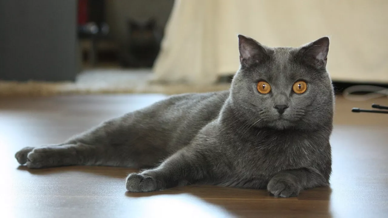 Top 7 des races de chats gris