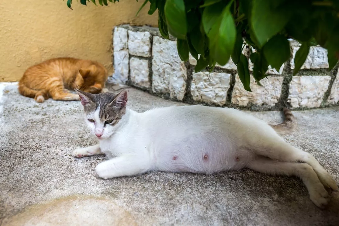 Gestation chez le chat : que savoir sur la grossesse d'une chatte