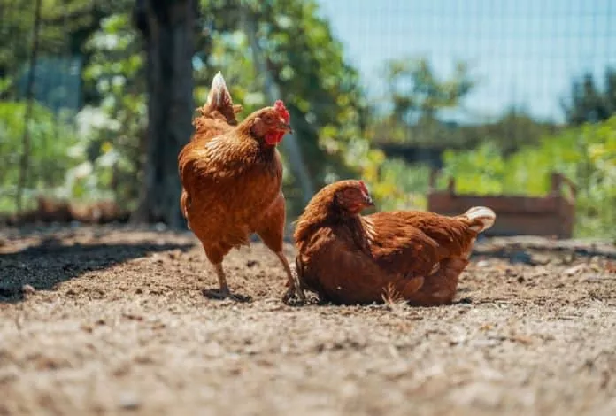 Élever et adopter une poule rousse en 10 conseils