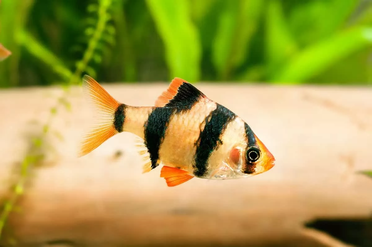 Zoom sur le Barbus de Sumatra