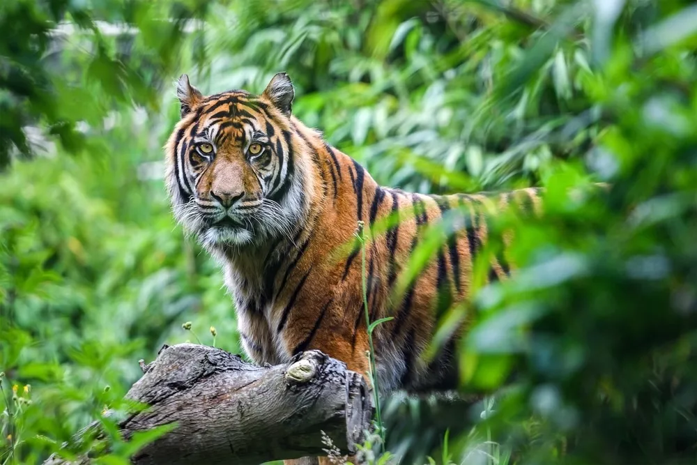 Animaux de la jungle : TOP 12 des animaux les plus remarquables