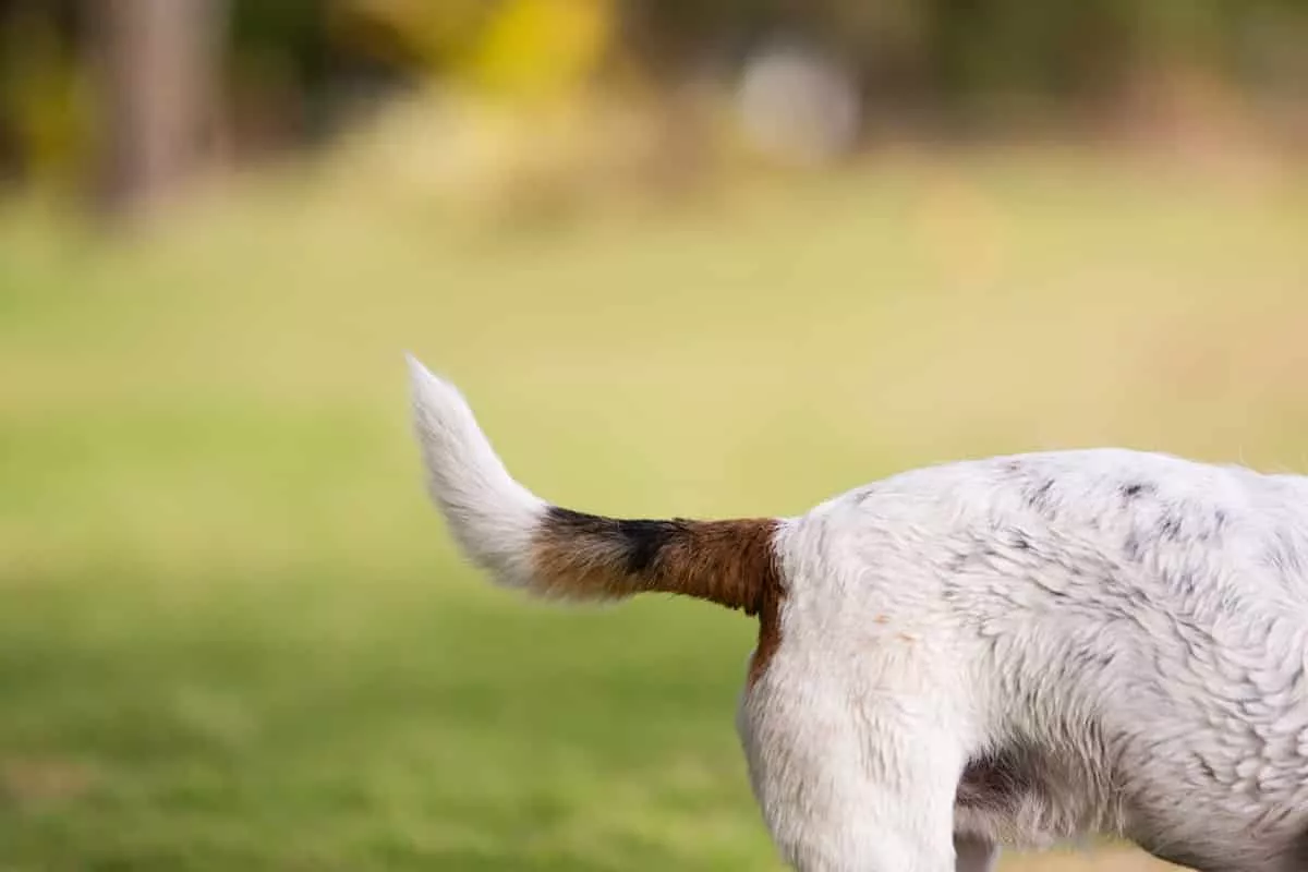 Pourquoi les chiens remuent-ils la queue