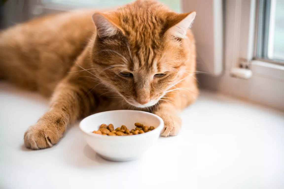 5 astuces pour faire manger un chat difficile