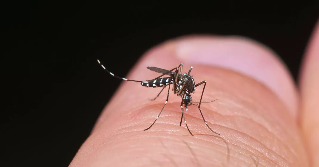 Attention au moustique-tigre et aux potentiels risques de dengue - News ...