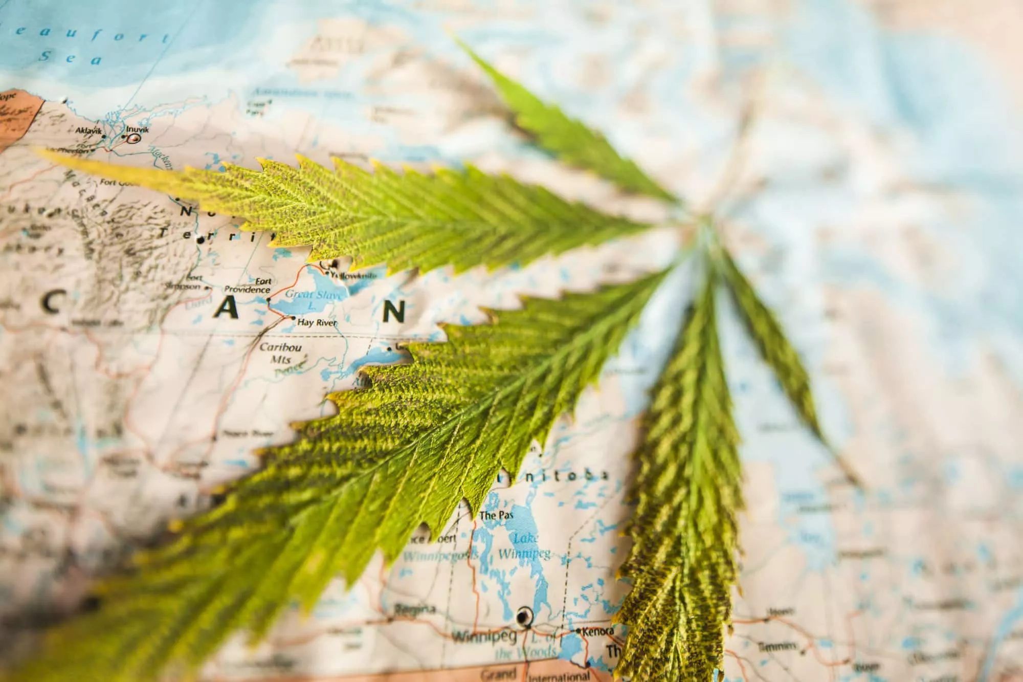 Can I Renew Medical Marijuana Card with a Different Company?