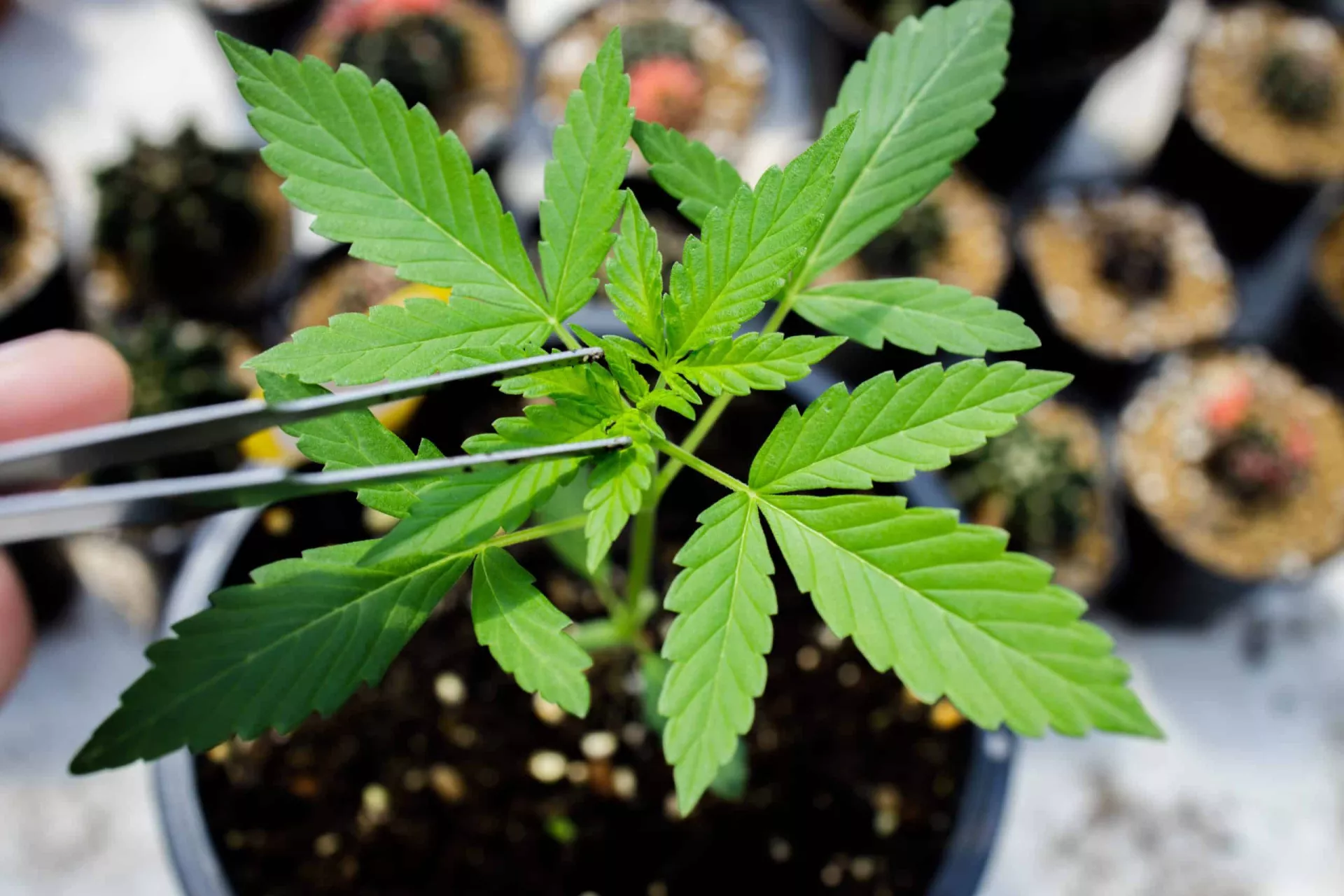 Whole Plant Cannabis | TeleLeaf