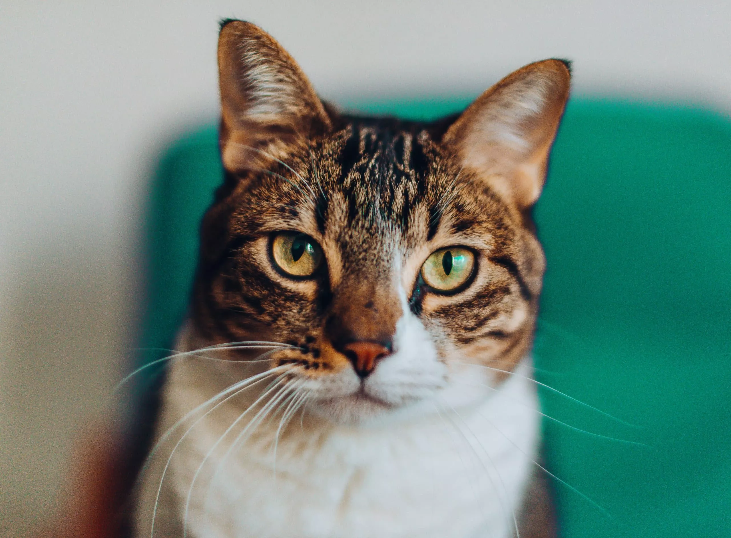 What to Do If Your Cat Eats Marijuana | TeleLeaf