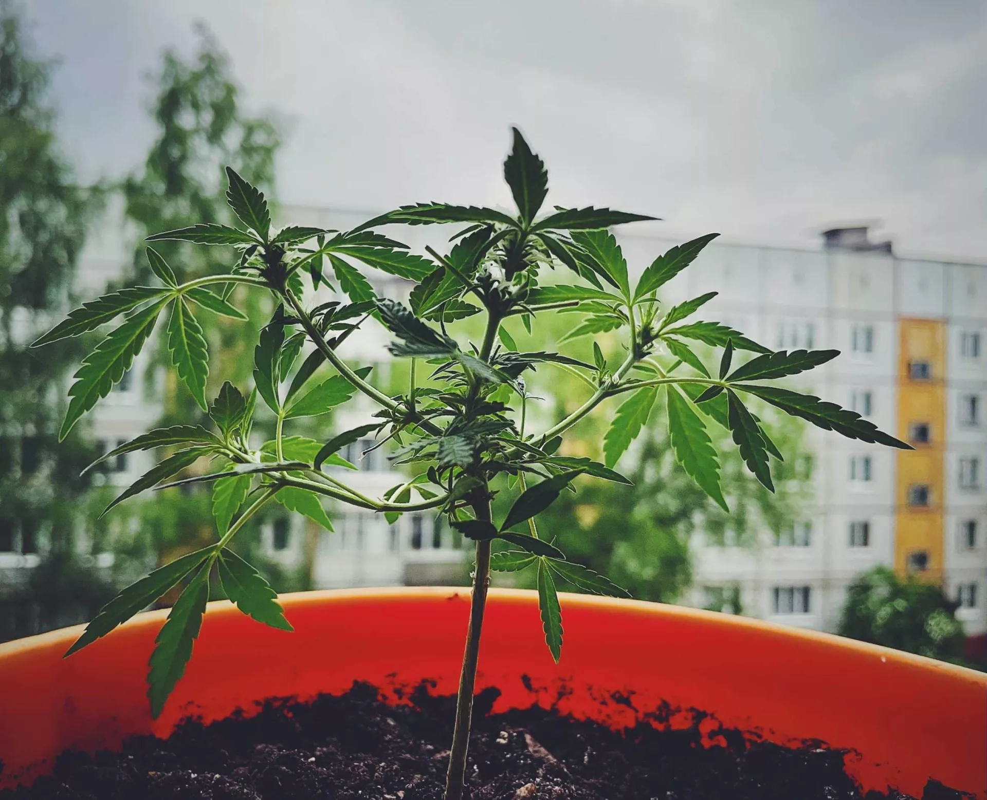 Beginner's Guide to Growing Marijuana: Essential Tips | TeleLeaf