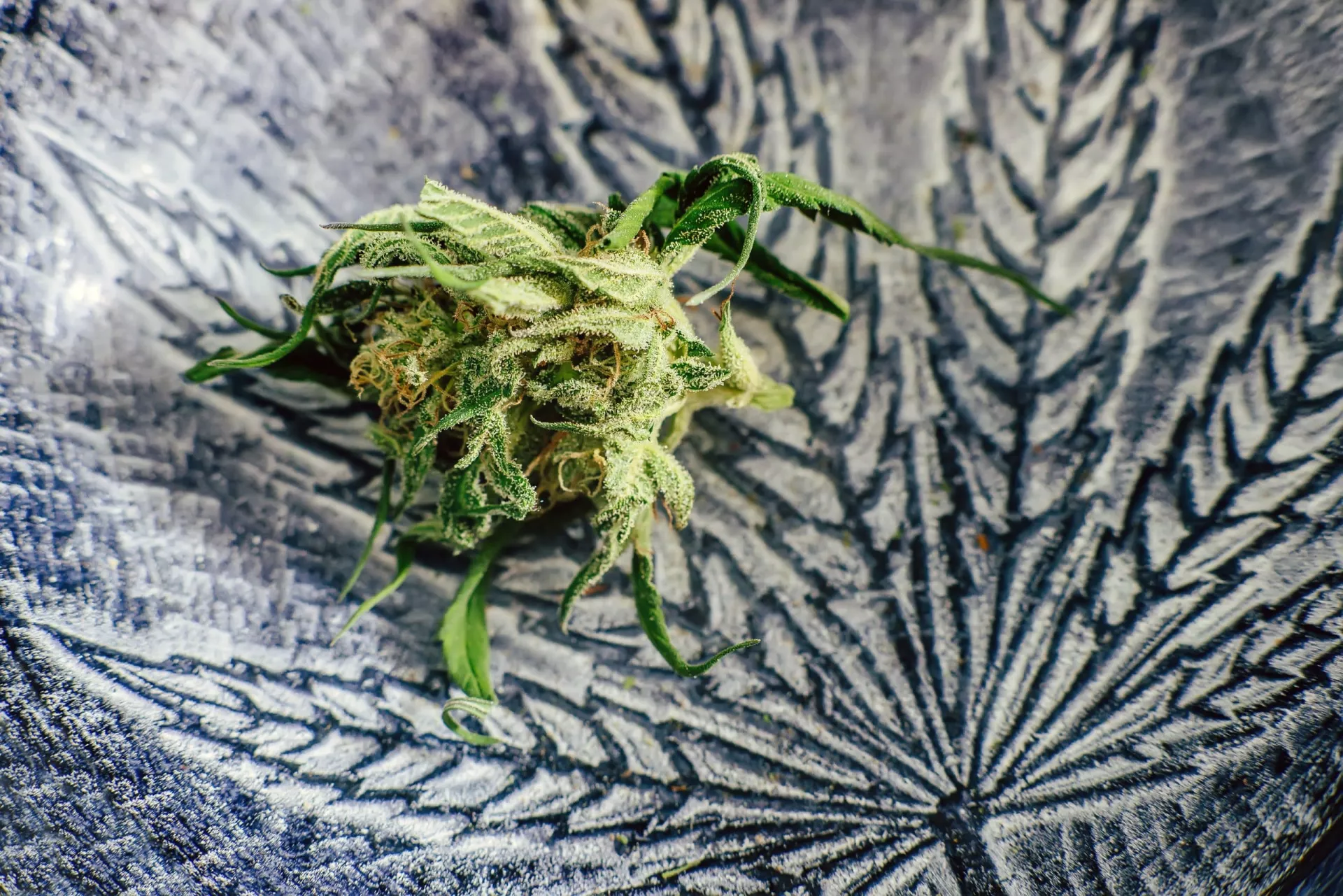 What Is Hybrid Marijuana? | TeleLeaf