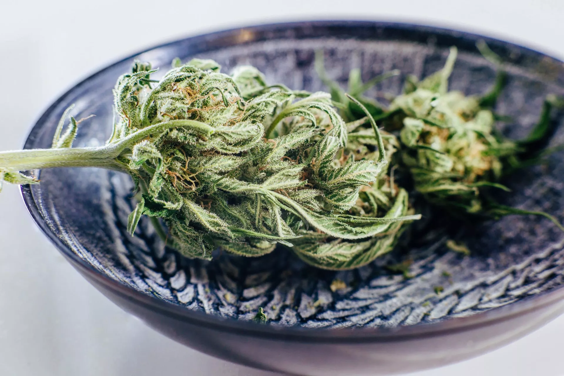 Recognizing Moldy Weed: Signs, Prevention, and Effects | TeleLeaf