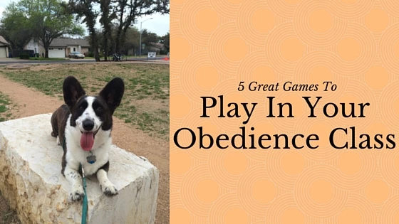 5 Games To Play In Obedience Class - The Modern Dog Trainer