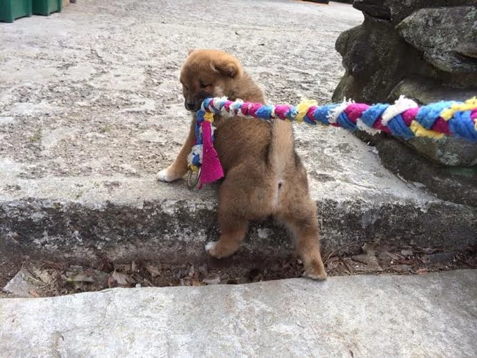 5 Tips for Training Primitive Dogs as a Modern Dog Trainer