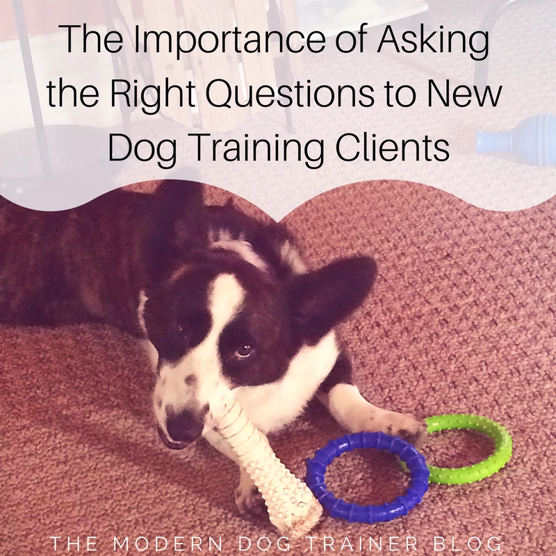 The Importance of Asking the Right Questions to New Dog Training ...