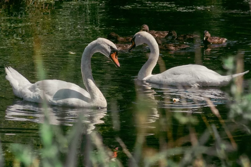 Un guide pour observer les cygnes en France