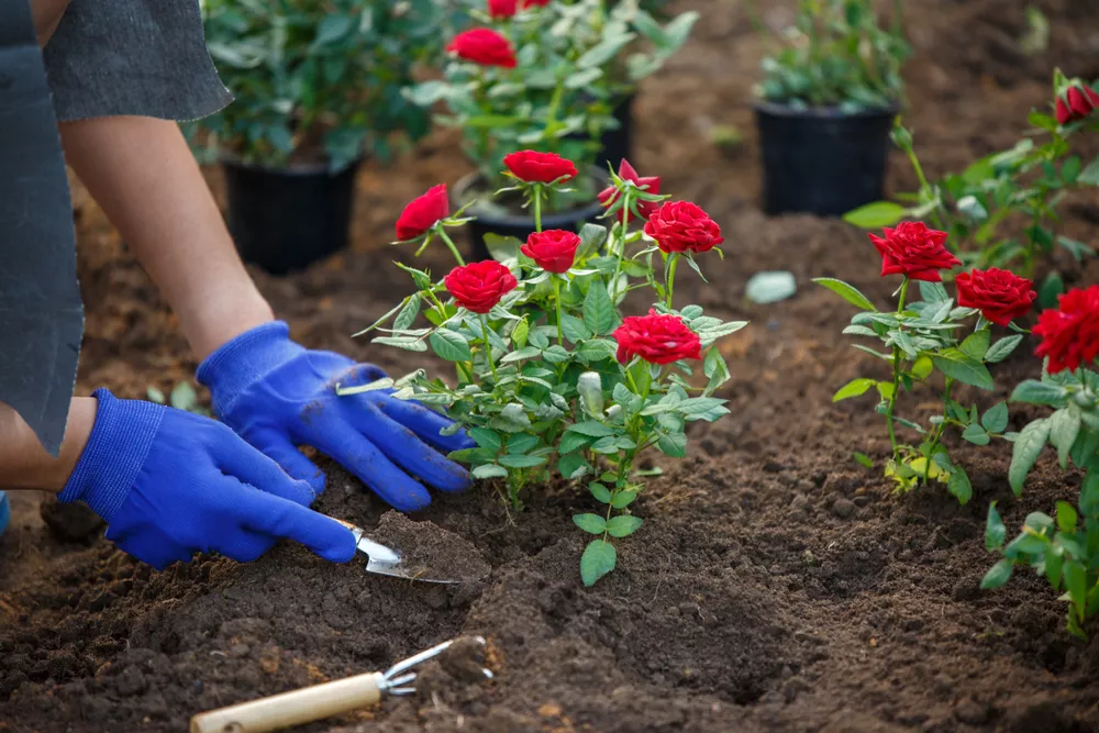 Les 12 plus belles fleurs rouges à planter dans nos jardins - Vivons Maison