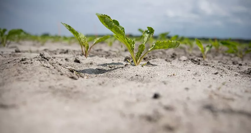Holistic Water Management in Agriculture: Tackling Salinization and ...
